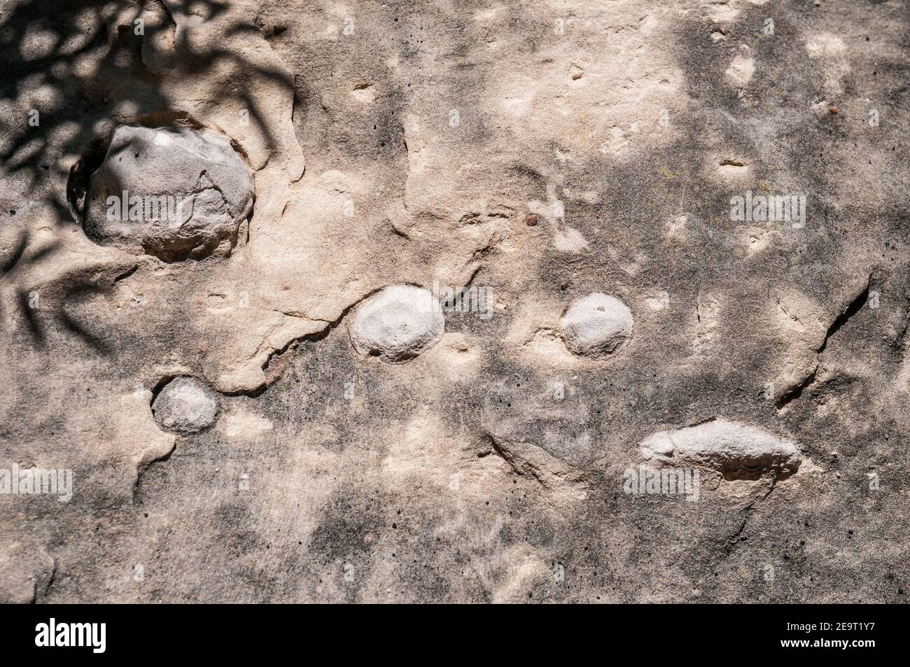 Fossils sedimentary rock hi-res stock photography and images - Alamy