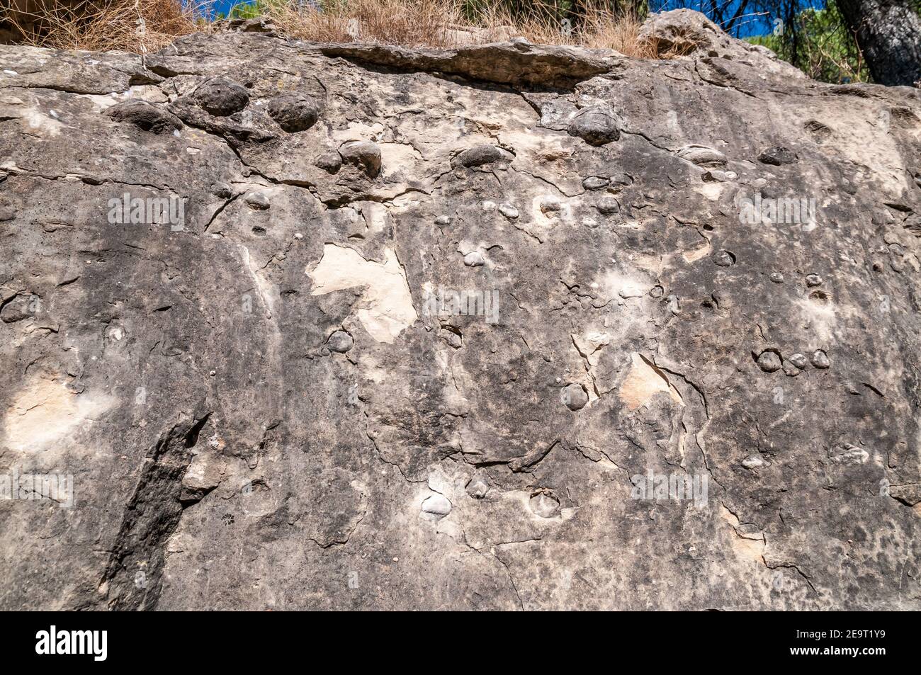 Fossils sedimentary rock hi-res stock photography and images - Alamy