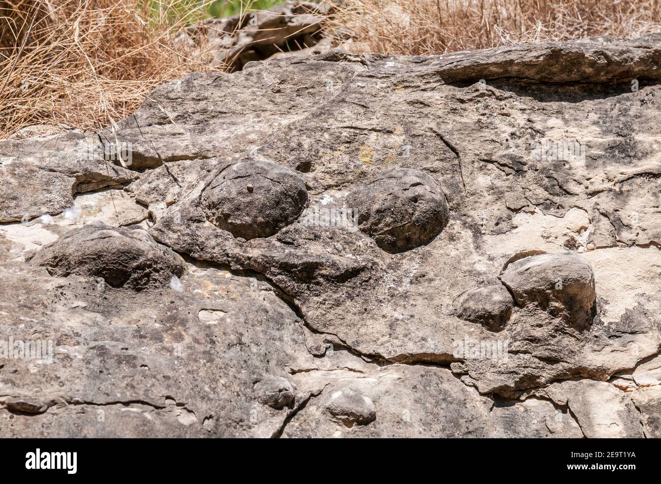 Burrow fossil hi-res stock photography and images - Alamy