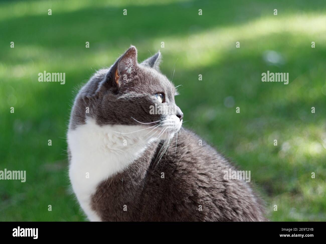 His eyes looking out of the frame hi-res stock photography and images ...