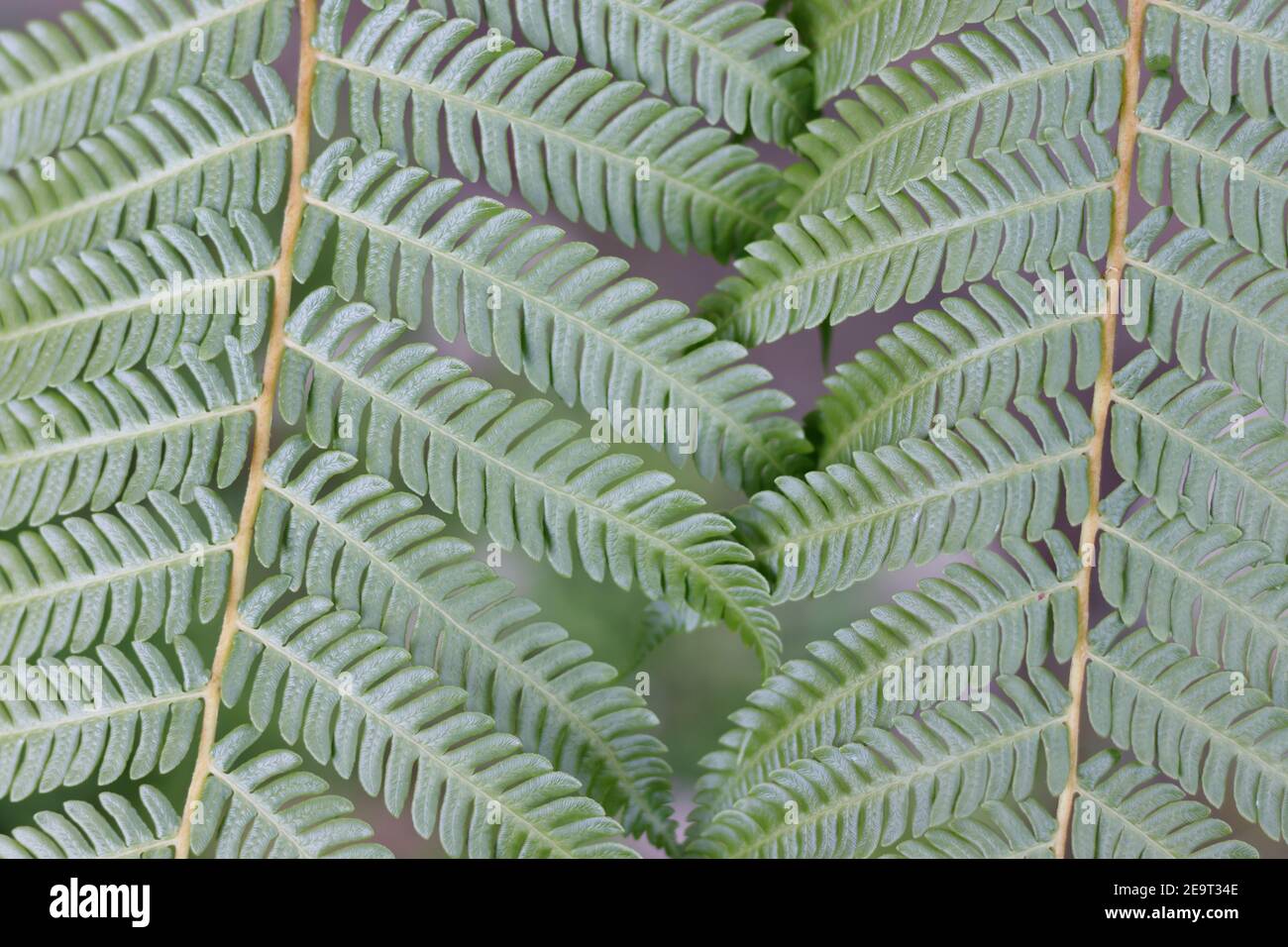 Two large fern leaves, full-frame with bokeh, diagonally Stock Photo ...