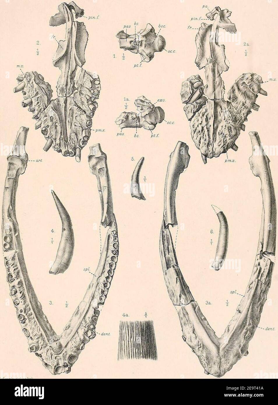 Muraenosaurus hi-res stock photography and images - Alamy