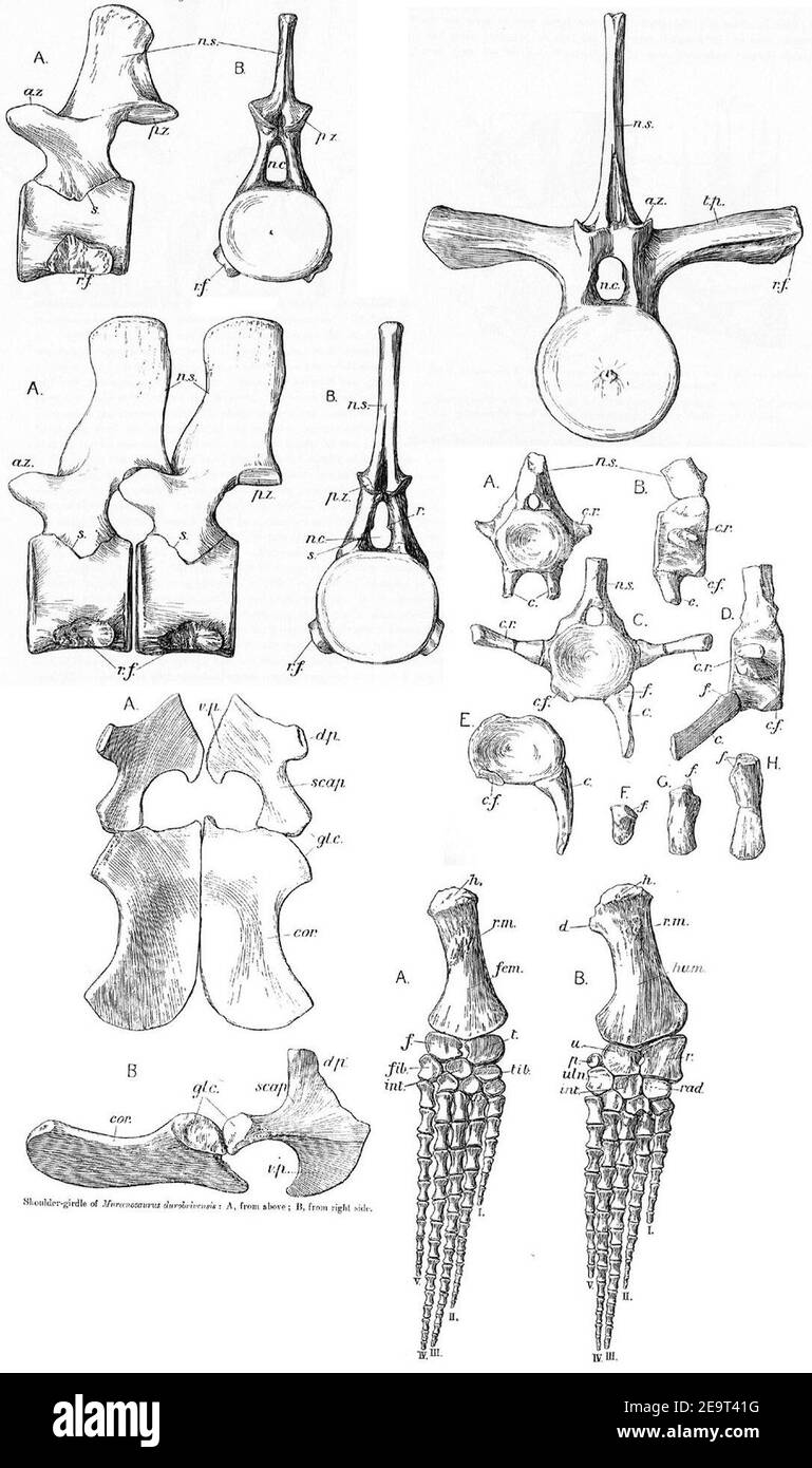 Muraenosaurus hi-res stock photography and images - Alamy