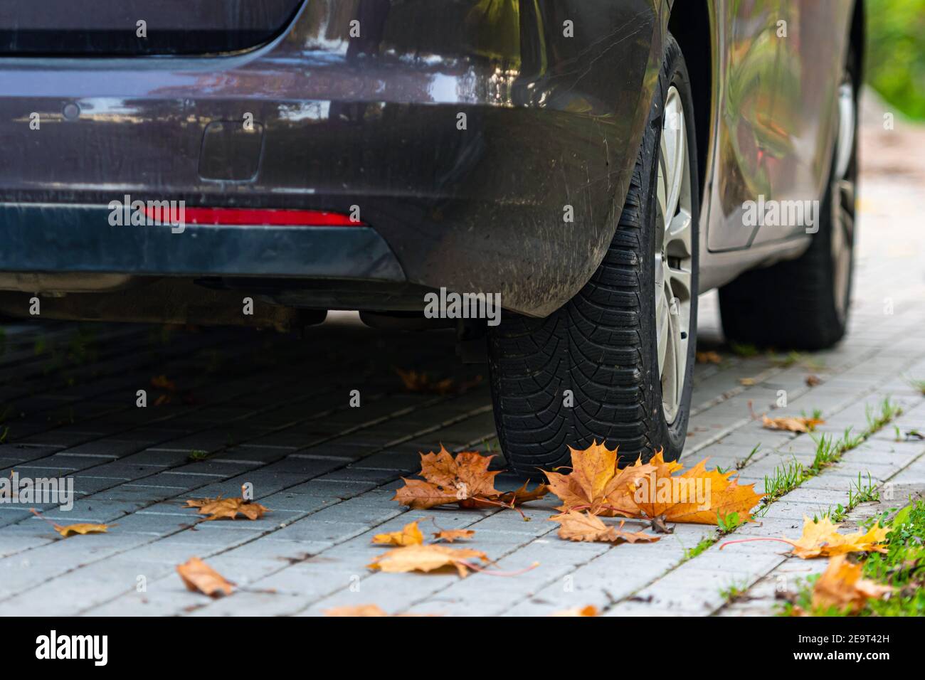 colorful autumn leaves on pavement with car wheel Stock Photo - Alamy