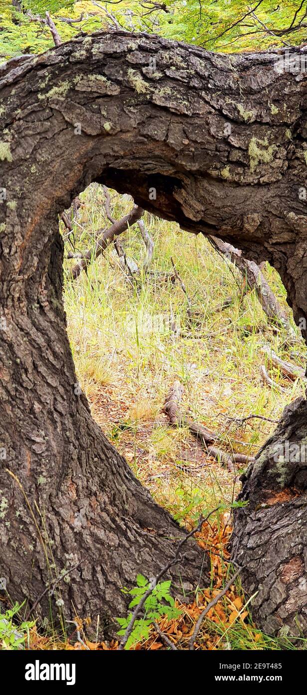 Vertical shot of a curved tree trunk Stock Photo - Alamy