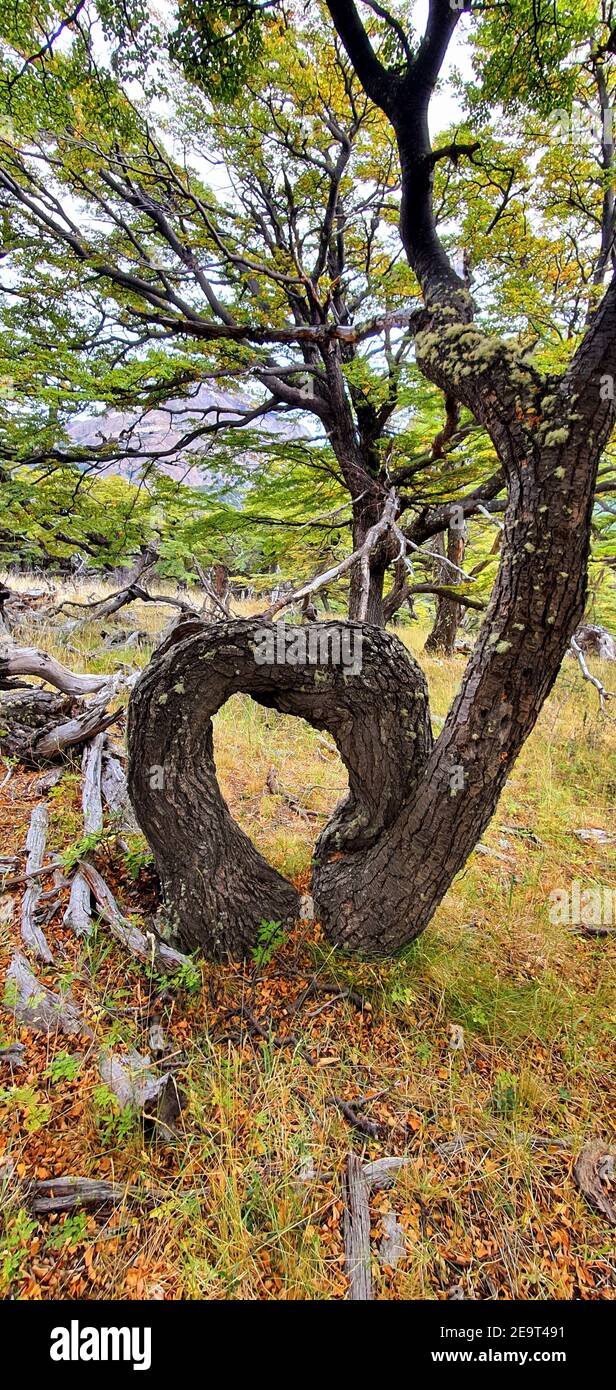 Vertical shot of a curved tree trunk in the gard Stock Photo - Alamy