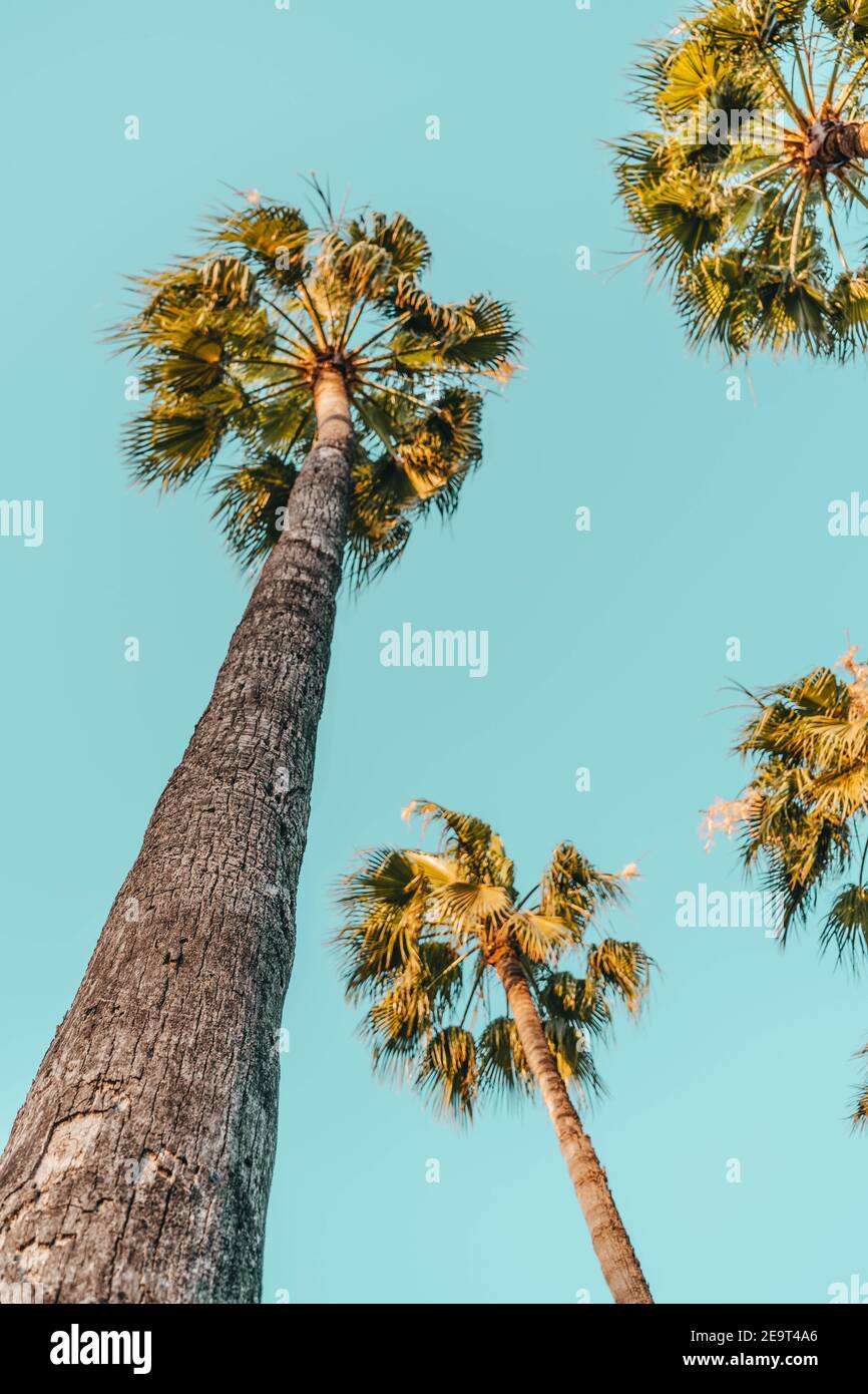 Low angle shot of beautiful giant palm trees gleaming under the blue ...