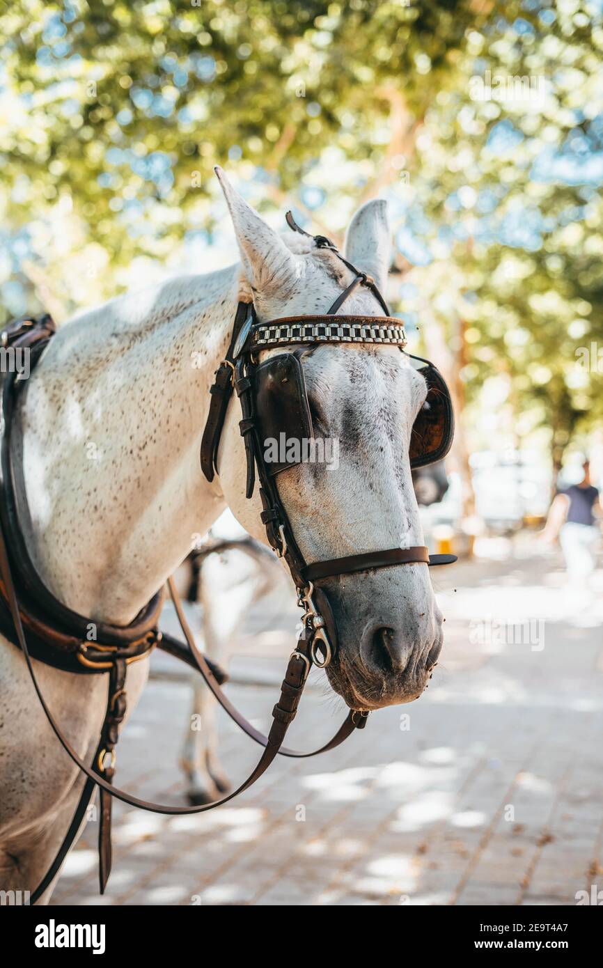 White horse wearing bridle hi-res stock photography and images - Alamy