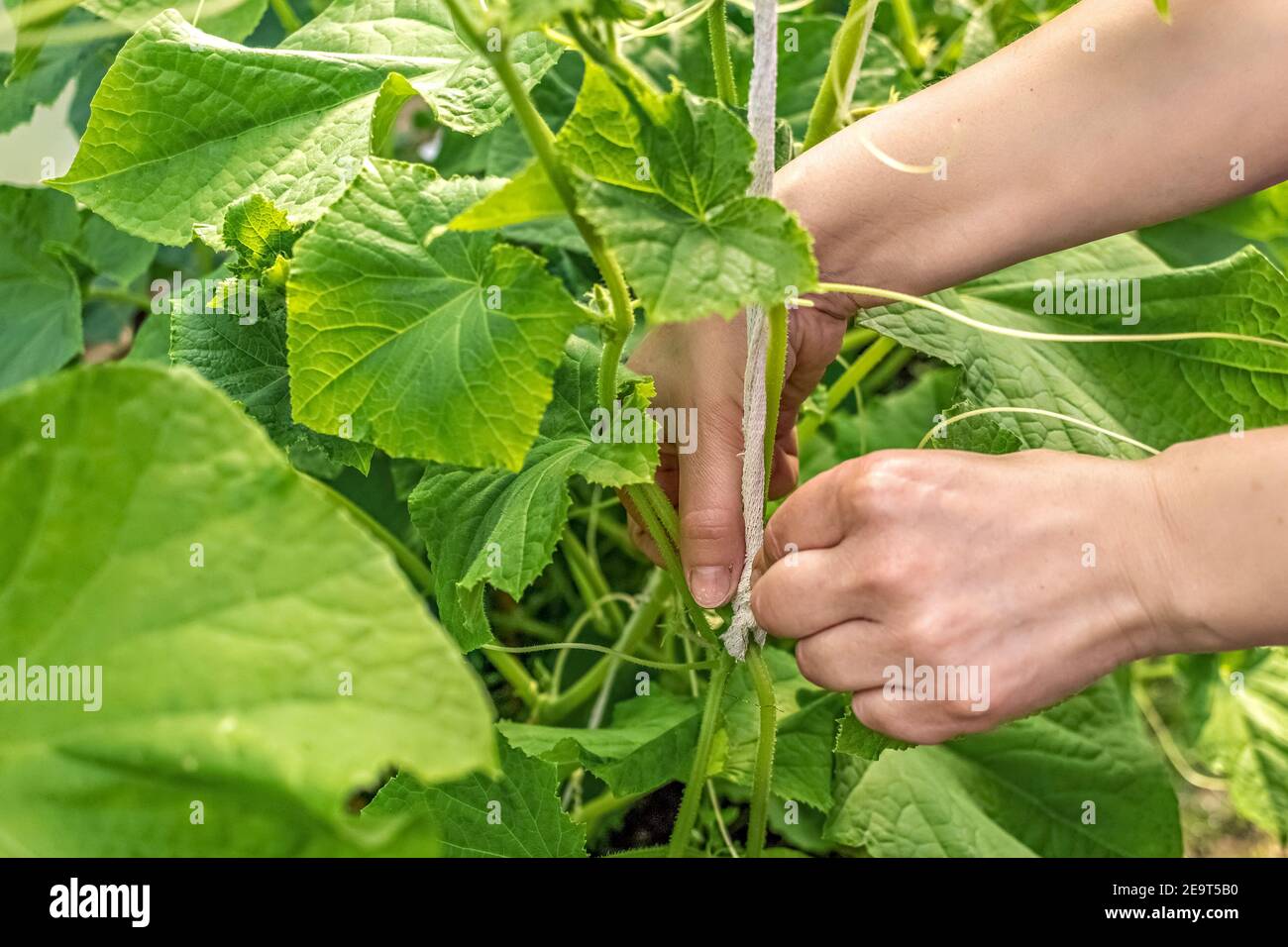 Female cucumber flower hi-res stock photography and images - Alamy