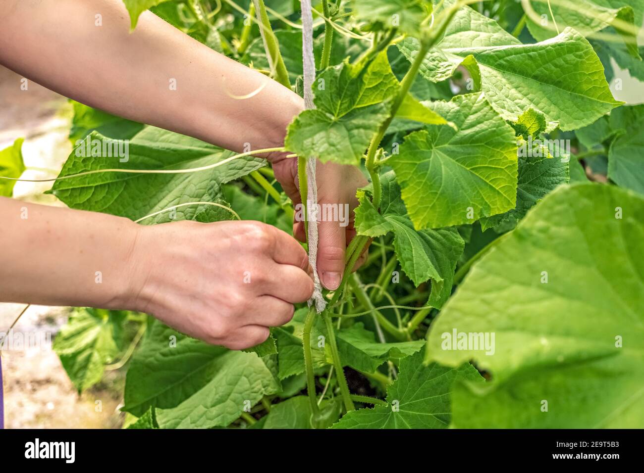 Women's hands are tying cucumbers in the garden. Green cucumber ...