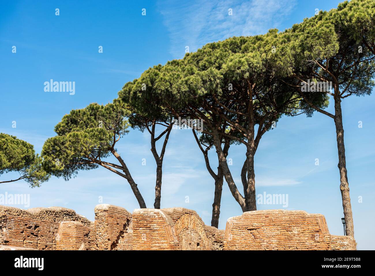 Group of Maritime Pines and Ancient Roman Ruins. Ostia Antica, Roman ...