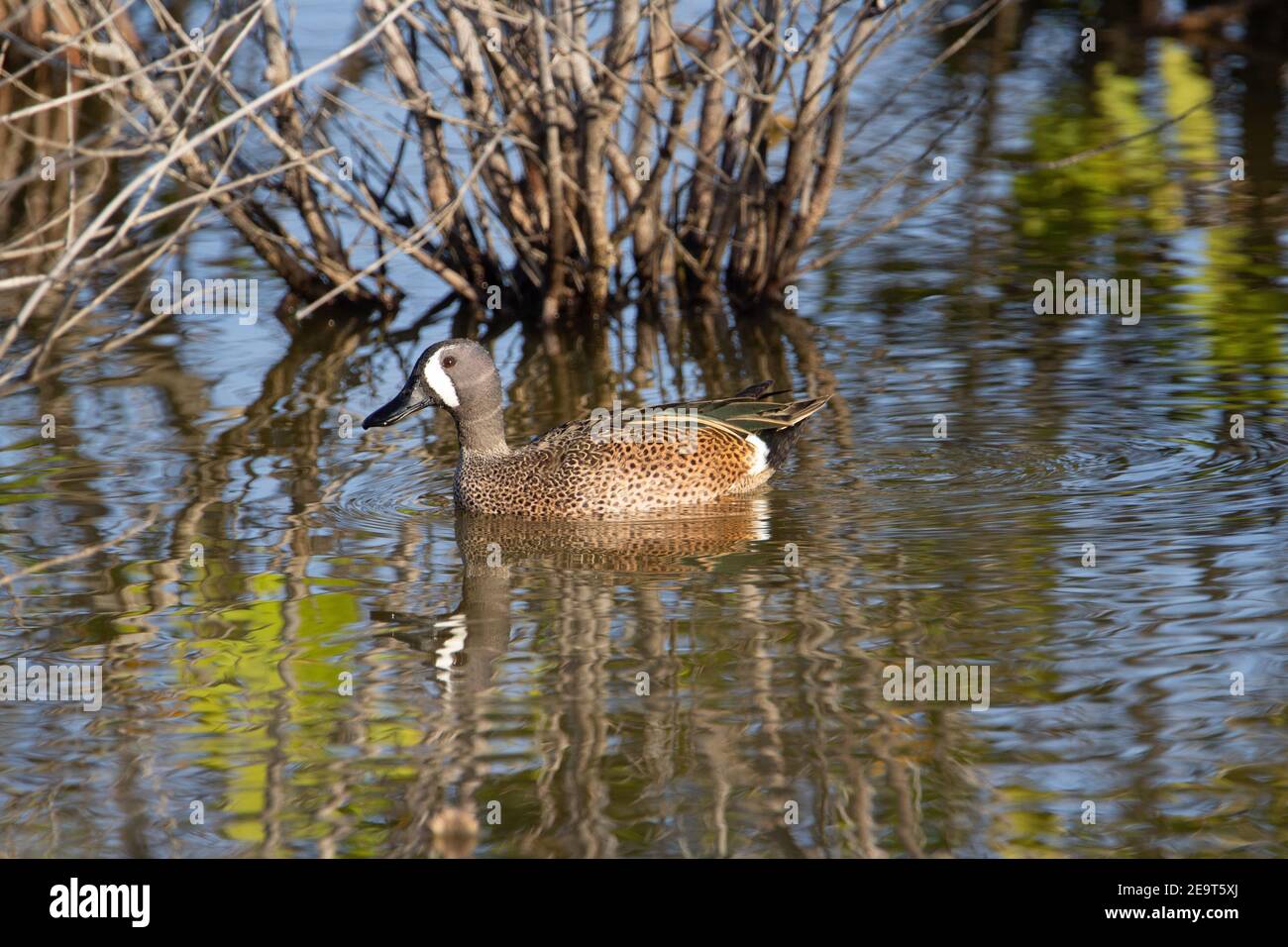 Blue-winged teal (Spatula discors) blue winged teal duck swimming with ...