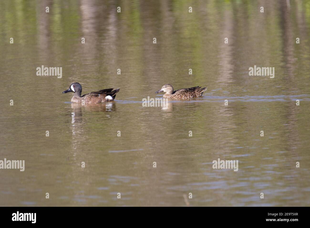 Blue-winged teal (Spatula discors) two blue winged teal duck swimming ...
