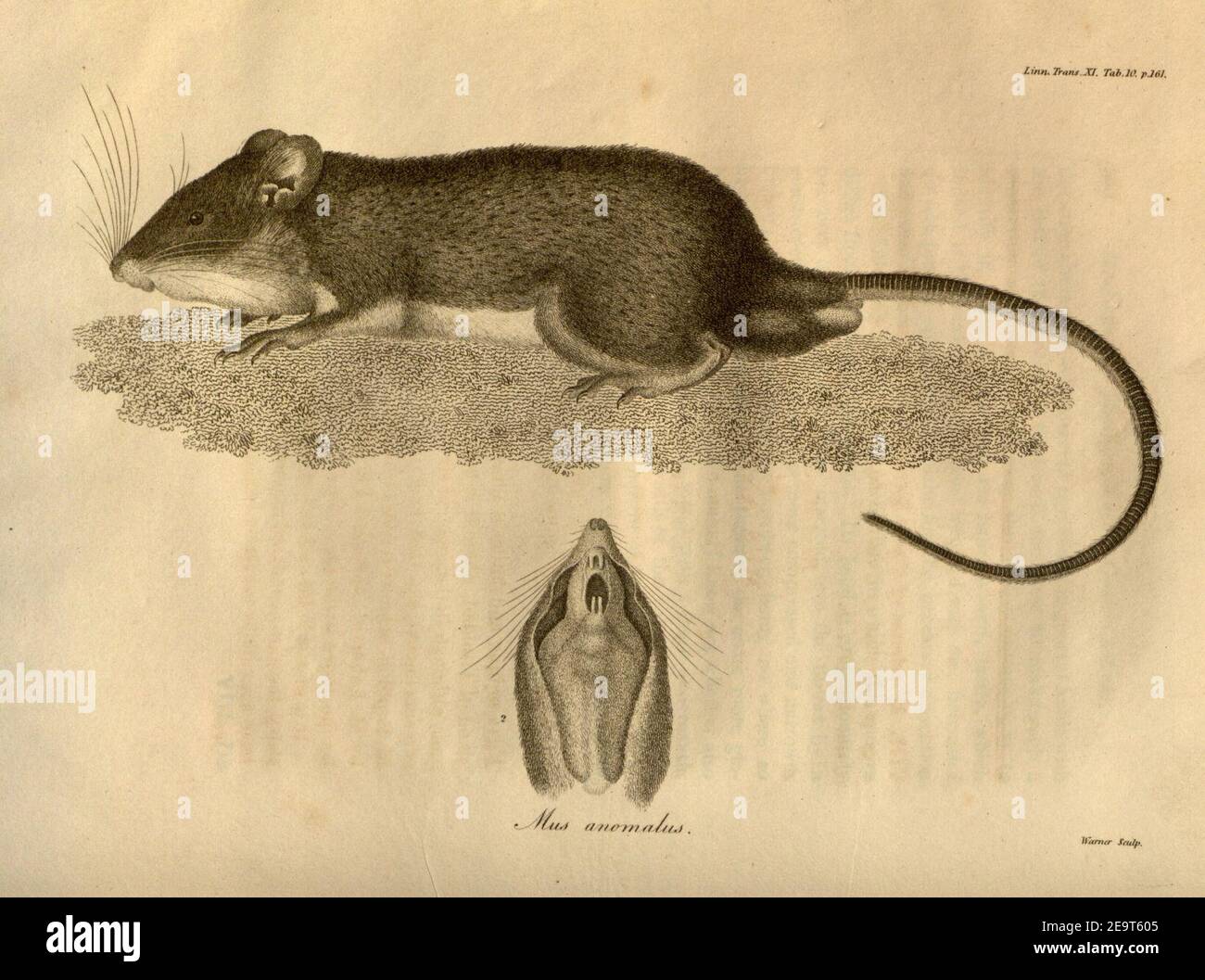 Anomalus hi-res stock photography and images - Alamy