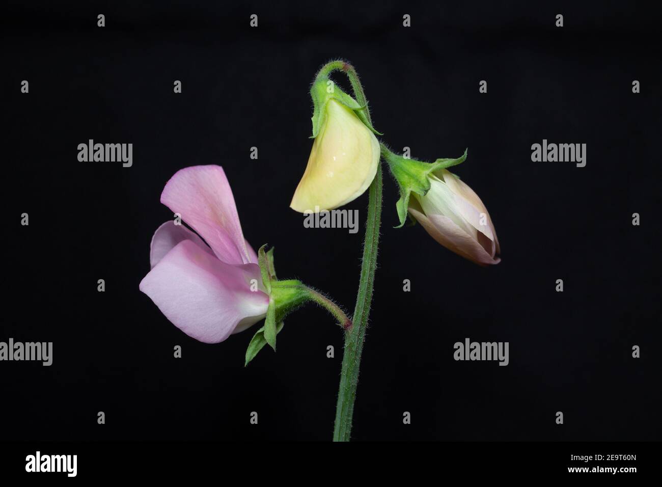 blush pink sweet pea with two buds and an open flower Stock Photo - Alamy