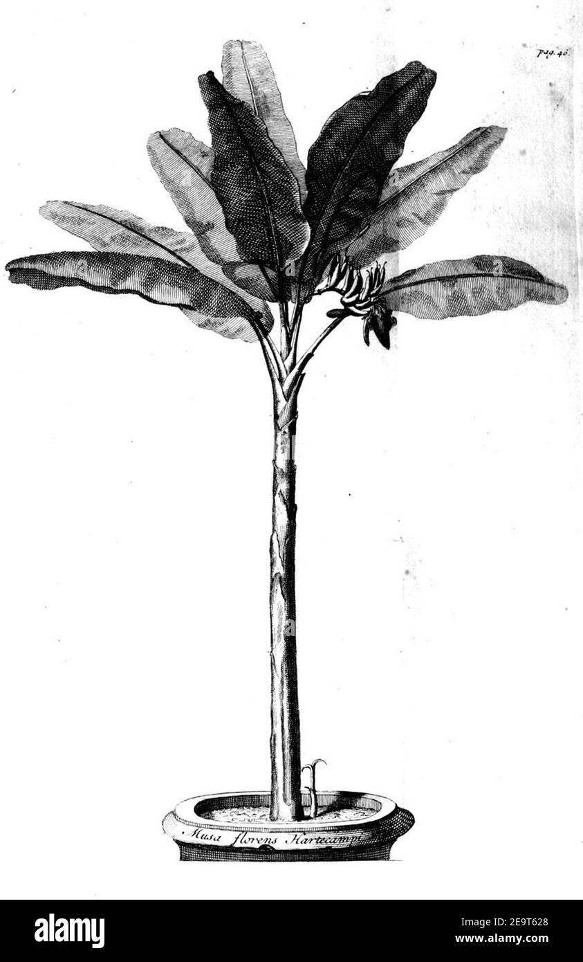 Musa vintage Cut Out Stock Images & Pictures - Alamy