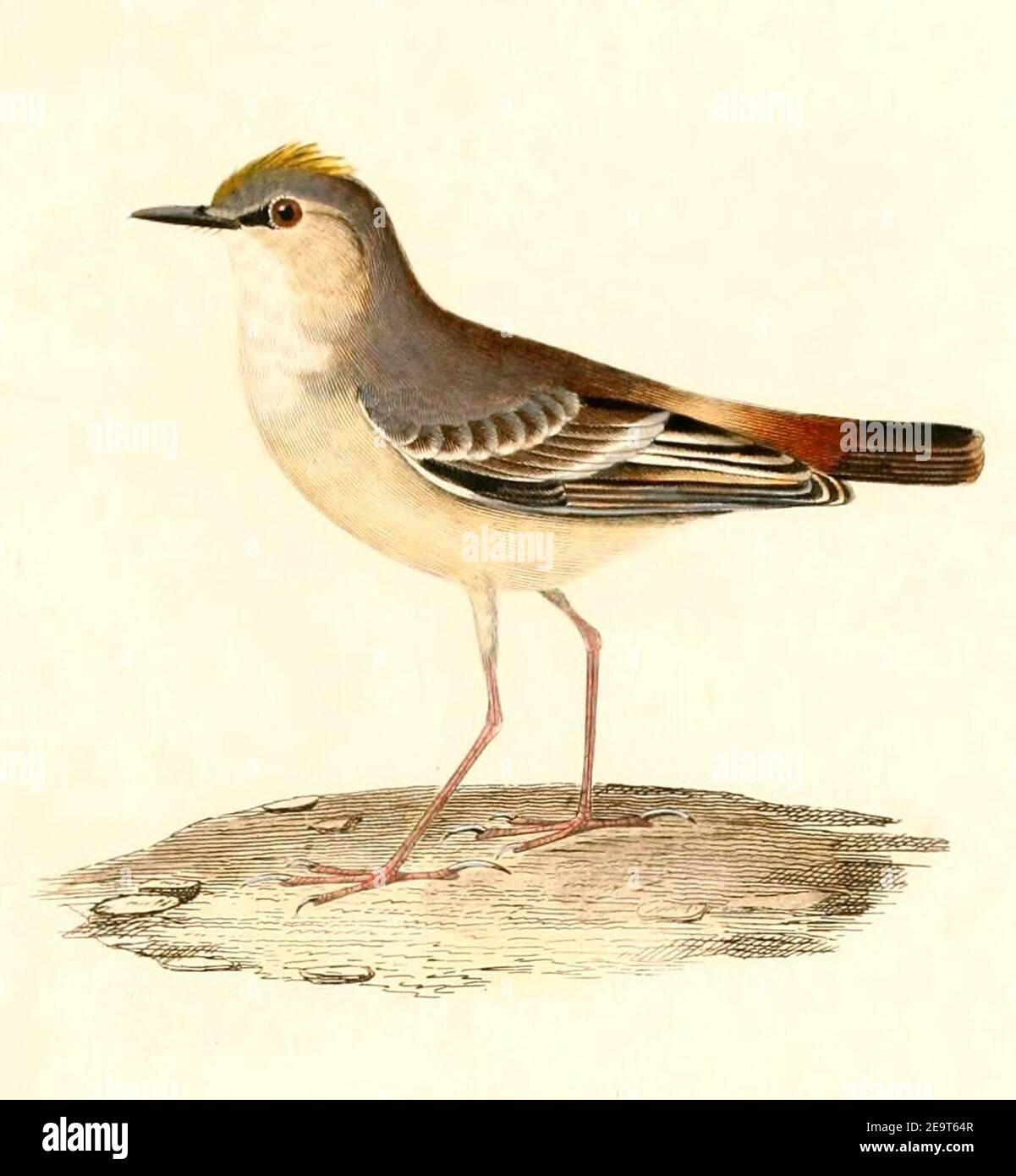 Brevicauda hi-res stock photography and images - Alamy