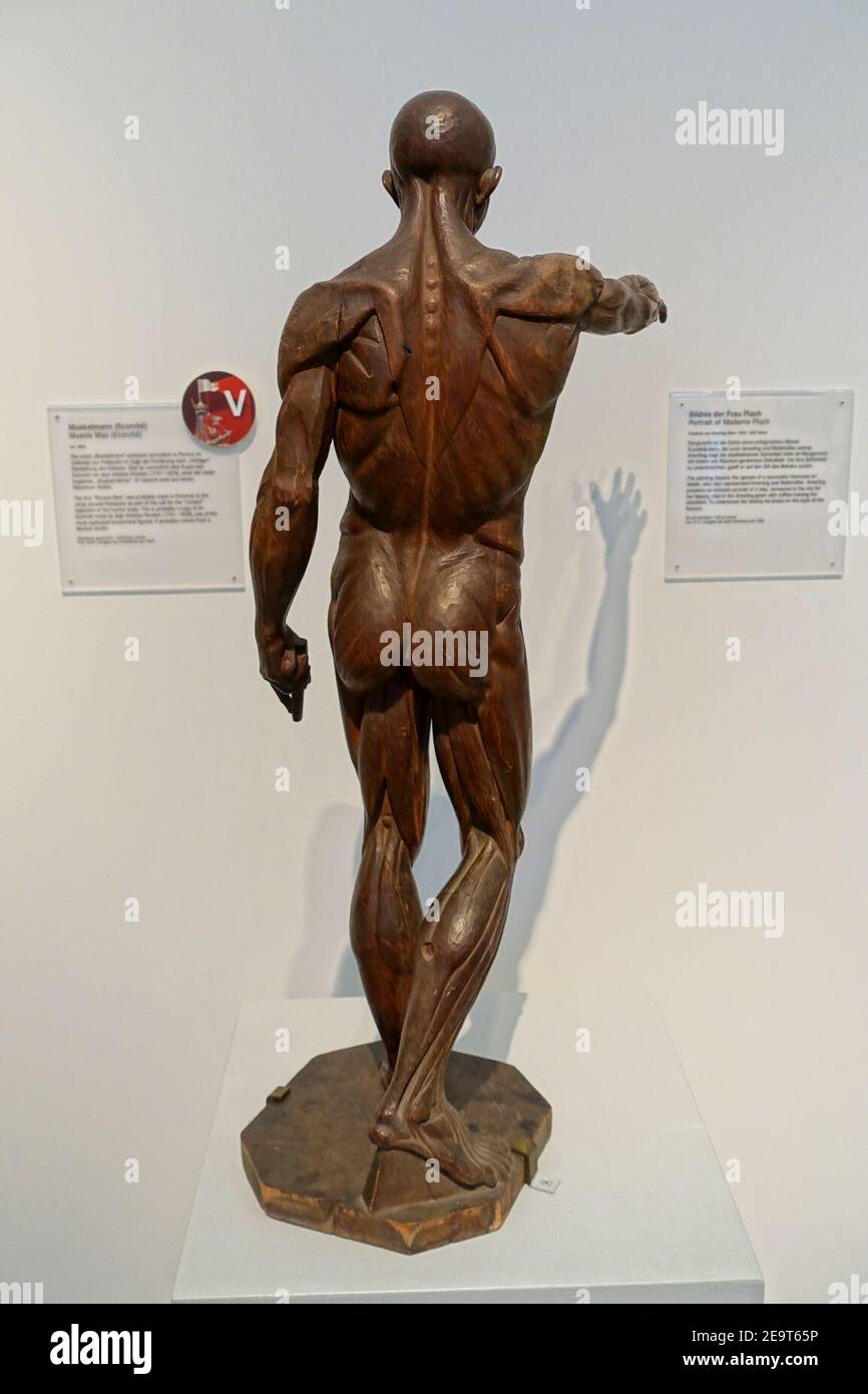 Muscle man (ecorche), before 1866, softwood Stock Photo - Alamy
