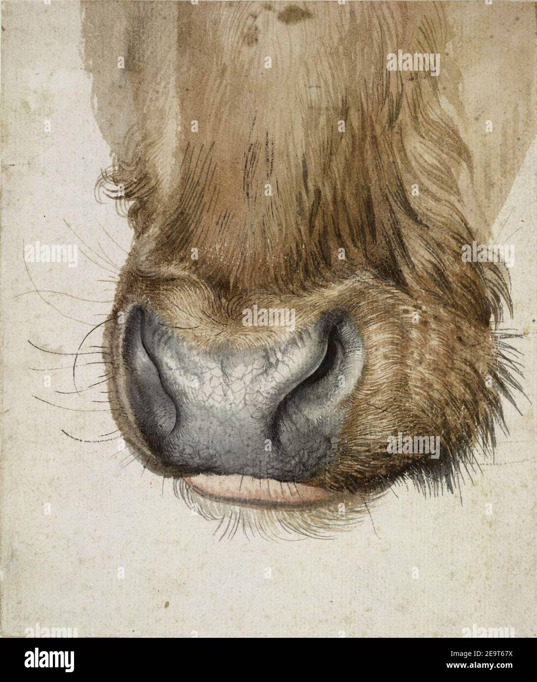 Museau hi-res stock photography and images - Alamy