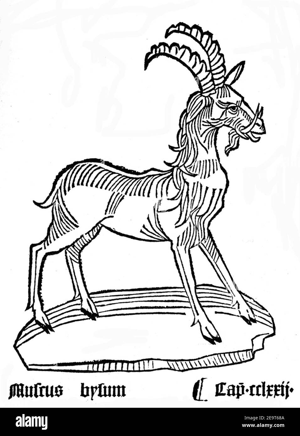 Muscus hi-res stock photography and images - Alamy