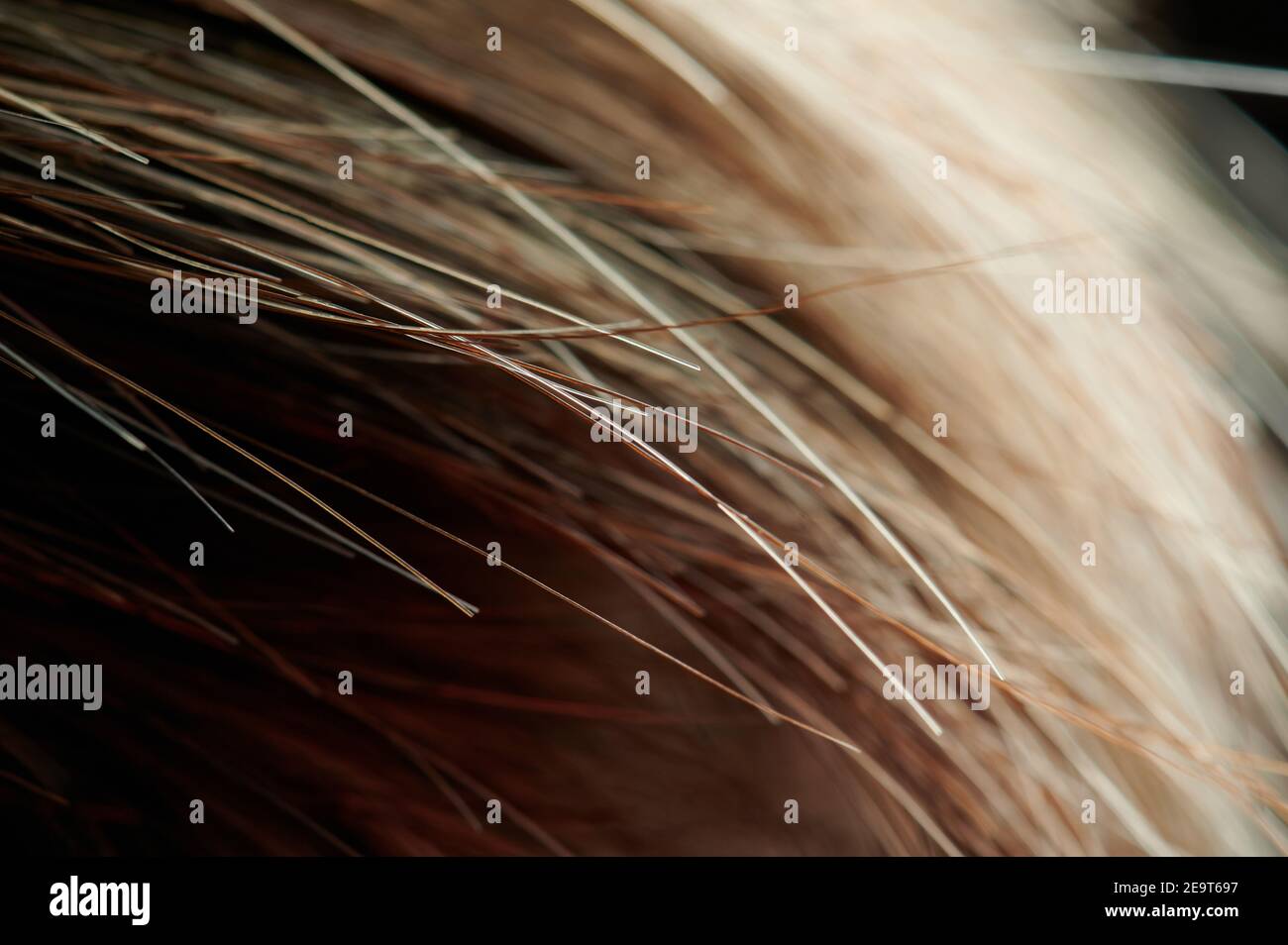 Split Ends Magnified