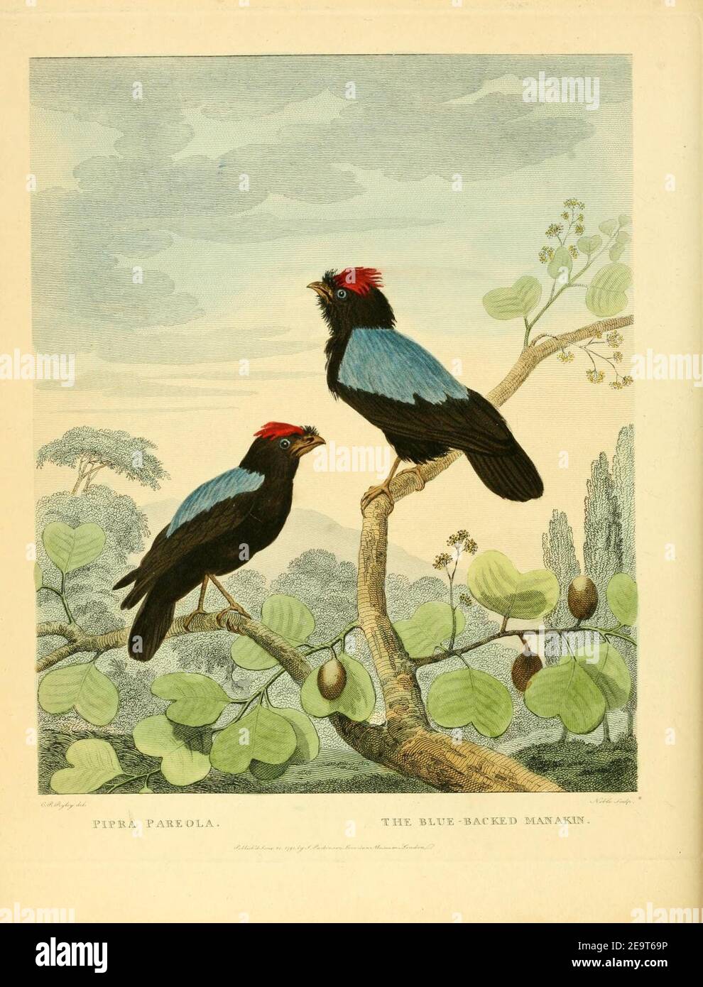 Musei Leveriani explicatio, anglica et latina Stock Photo - Alamy