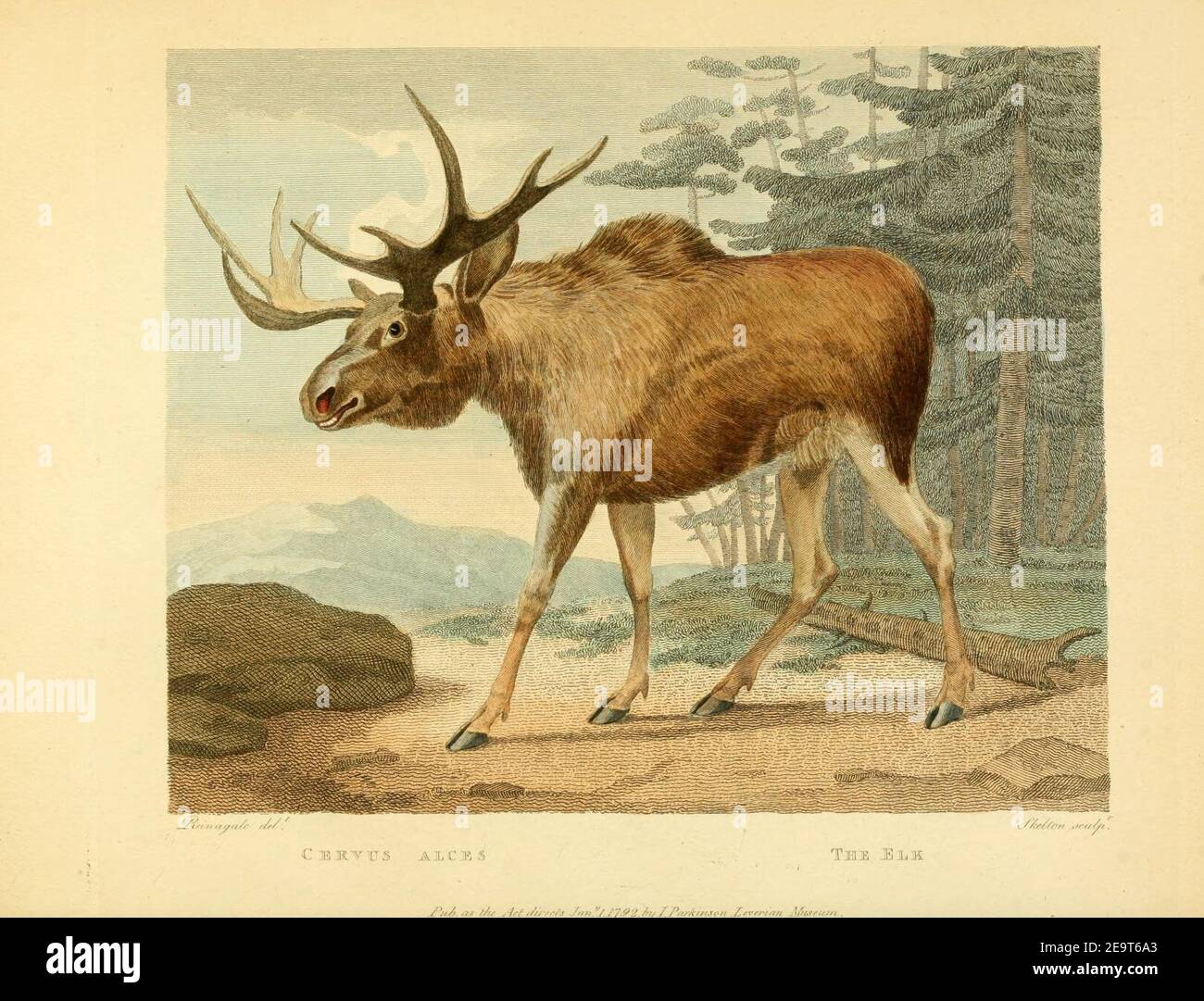 Musei Leveriani explicatio, anglica et latina Stock Photo - Alamy