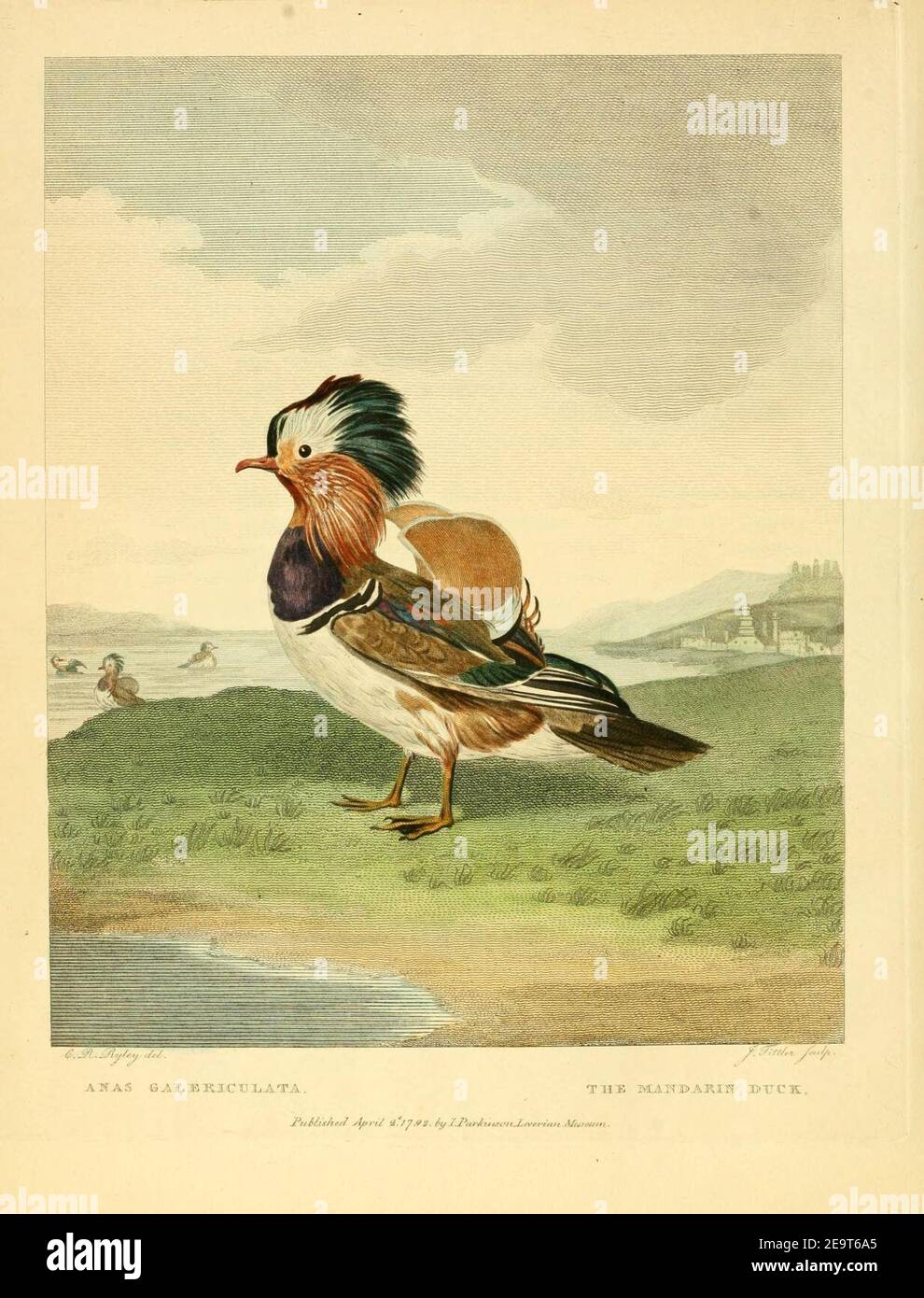 Musei Leveriani explicatio, anglica et latina Stock Photo - Alamy