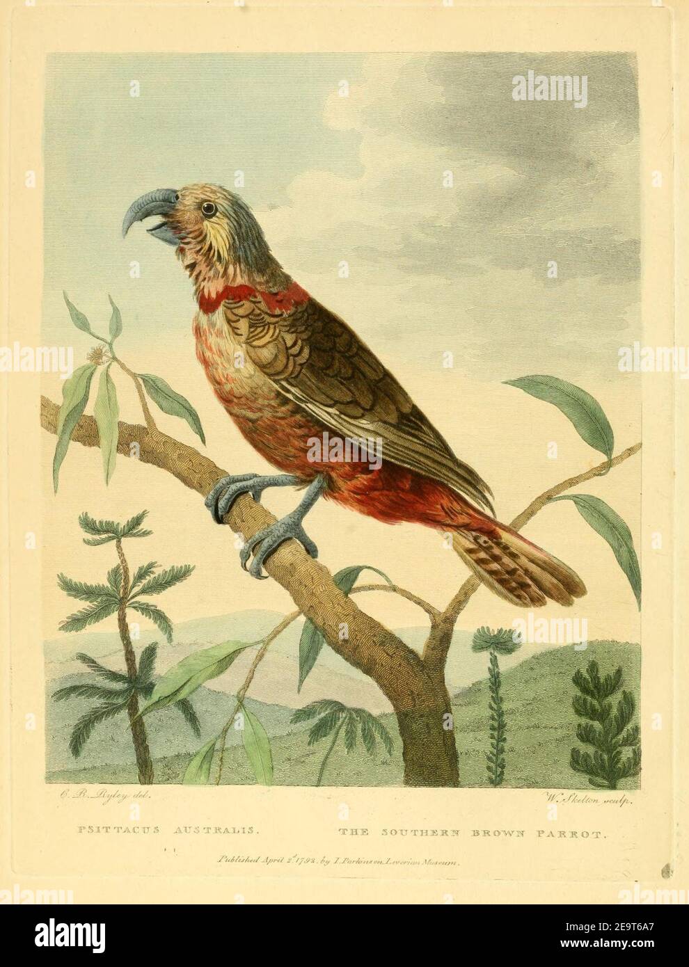 Musei Leveriani explicatio, anglica et latina Stock Photo - Alamy