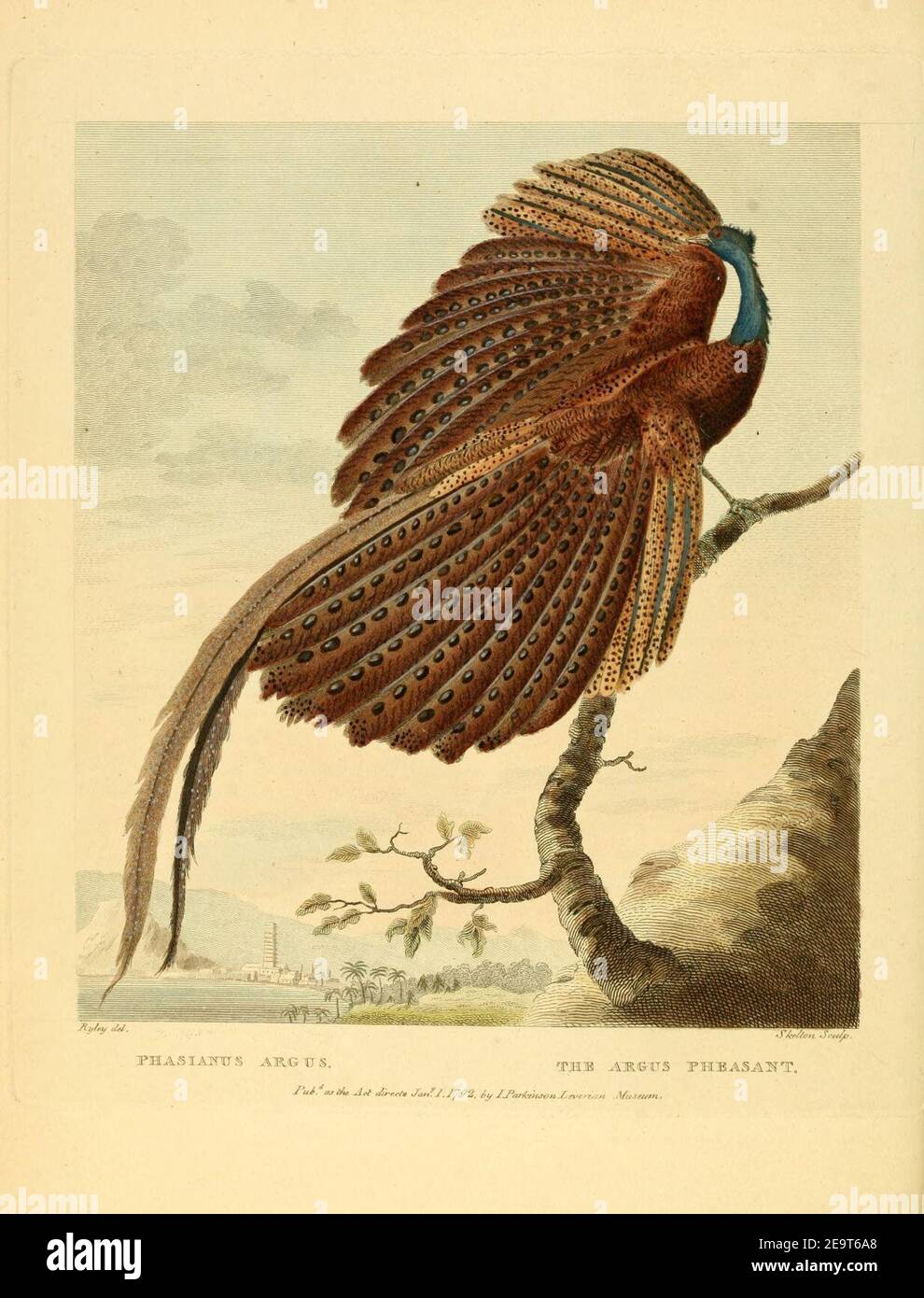 Musei Leveriani explicatio, anglica et latina Stock Photo - Alamy