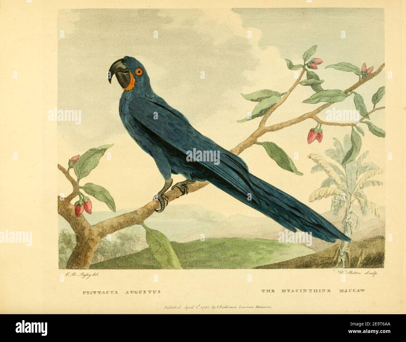 Musei Leveriani explicatio, anglica et latina Stock Photo - Alamy