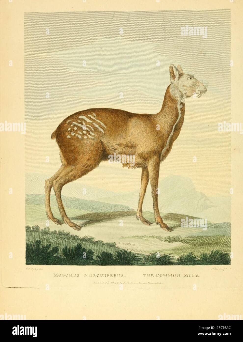 Musei Leveriani explicatio, anglica et latina Stock Photo - Alamy