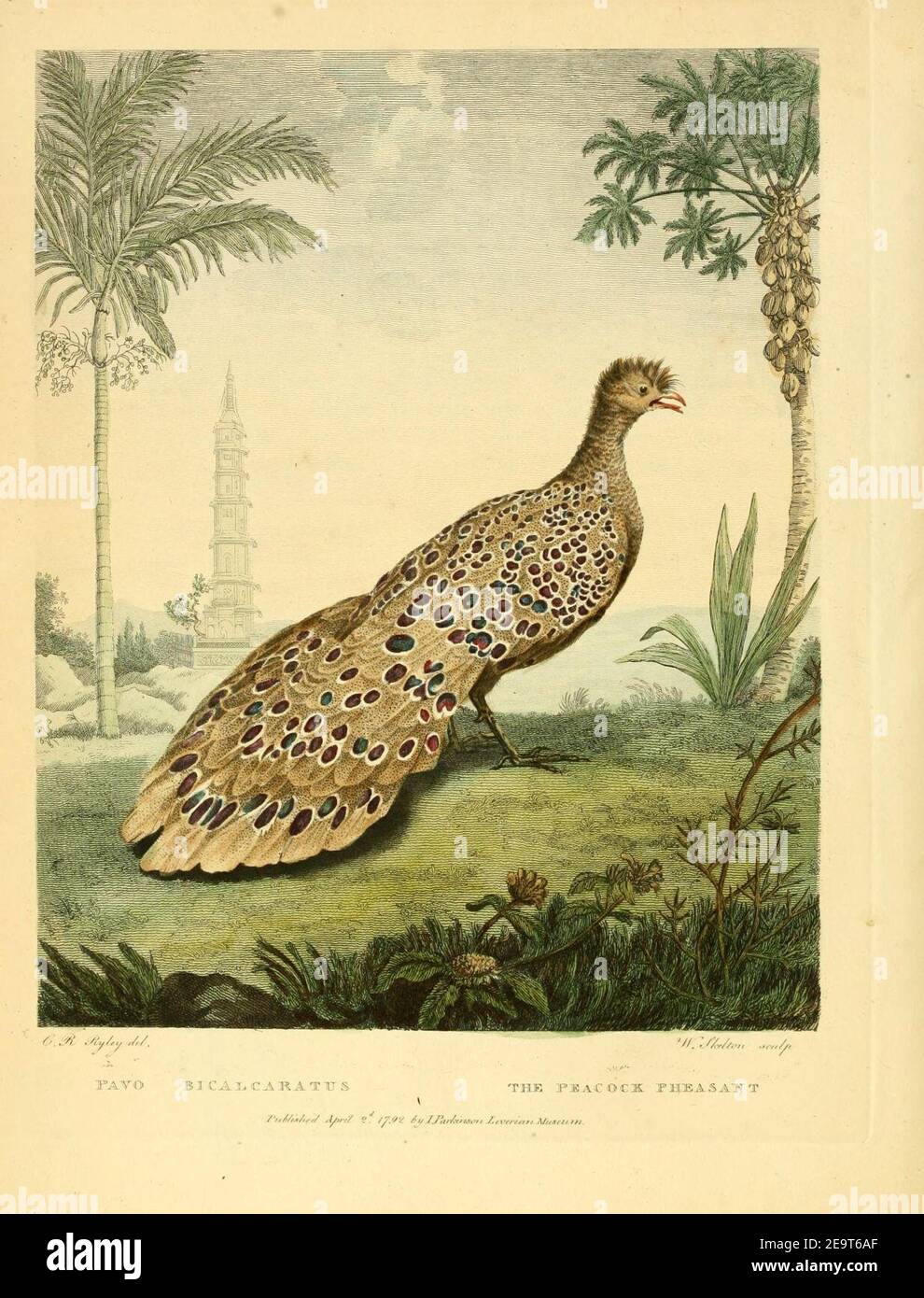 Musei Leveriani explicatio, anglica et latina Stock Photo - Alamy