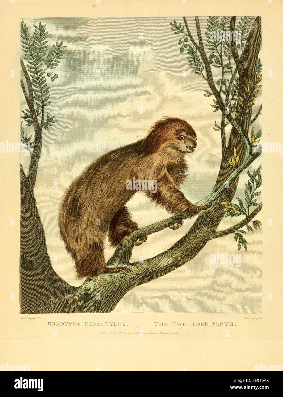 Musei Leveriani explicatio, anglica et latina Stock Photo - Alamy