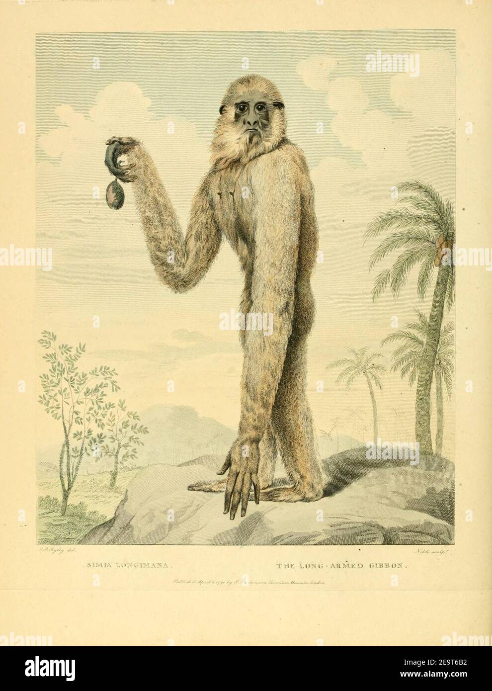 Musei Leveriani explicatio, anglica et latina Stock Photo - Alamy