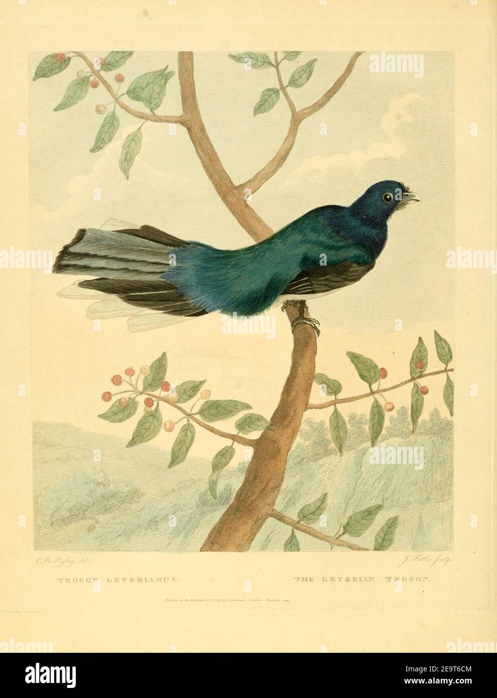 Musei Leveriani explicatio, anglica et latina Stock Photo - Alamy