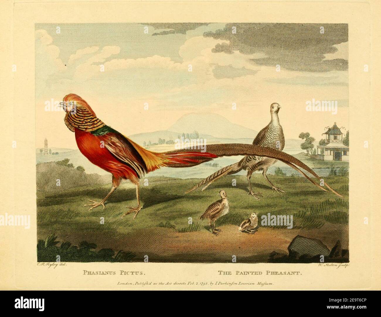 Musei Leveriani explicatio, anglica et latina Stock Photo - Alamy