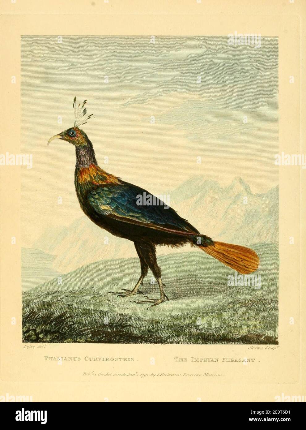 Musei Leveriani explicatio, anglica et latina Stock Photo - Alamy