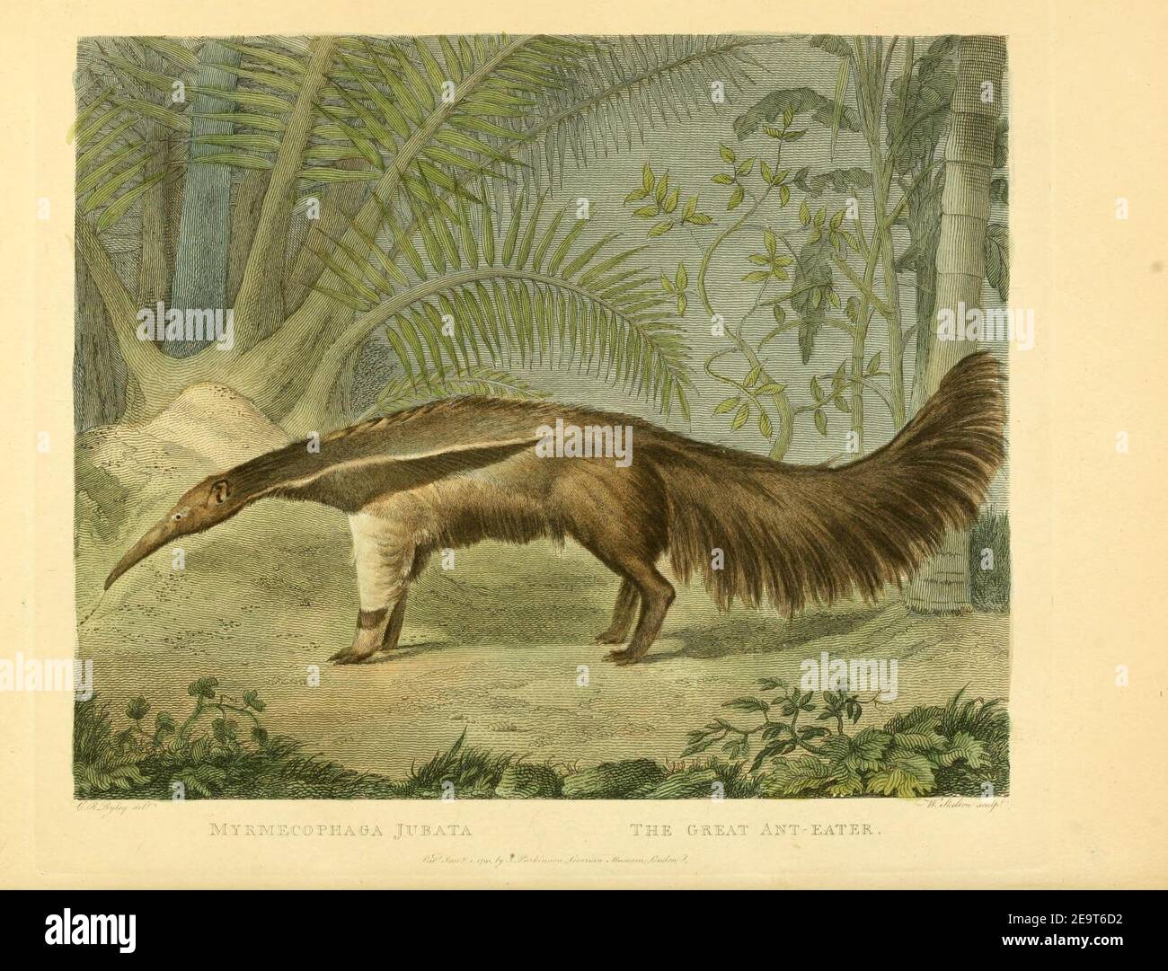 Musei Leveriani explicatio, anglica et latina Stock Photo - Alamy