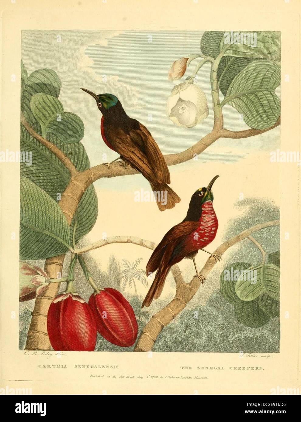 Musei Leveriani explicatio, anglica et latina Stock Photo - Alamy