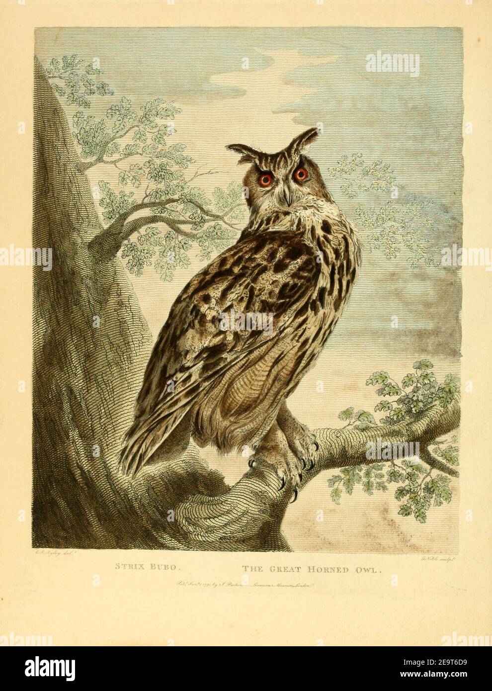 Musei Leveriani explicatio, anglica et latina Stock Photo - Alamy