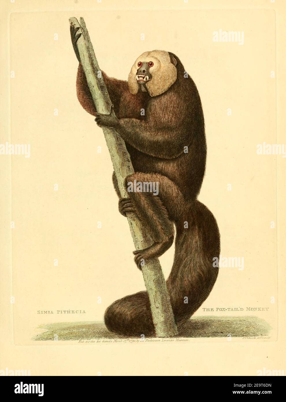 Musei Leveriani explicatio, anglica et latina Stock Photo - Alamy