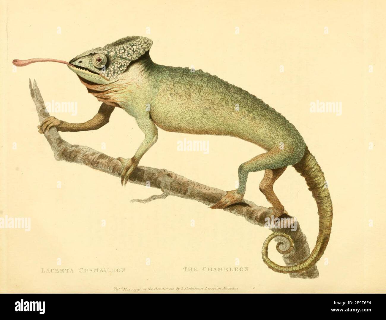 Musei Leveriani explicatio, anglica et latina Stock Photo - Alamy