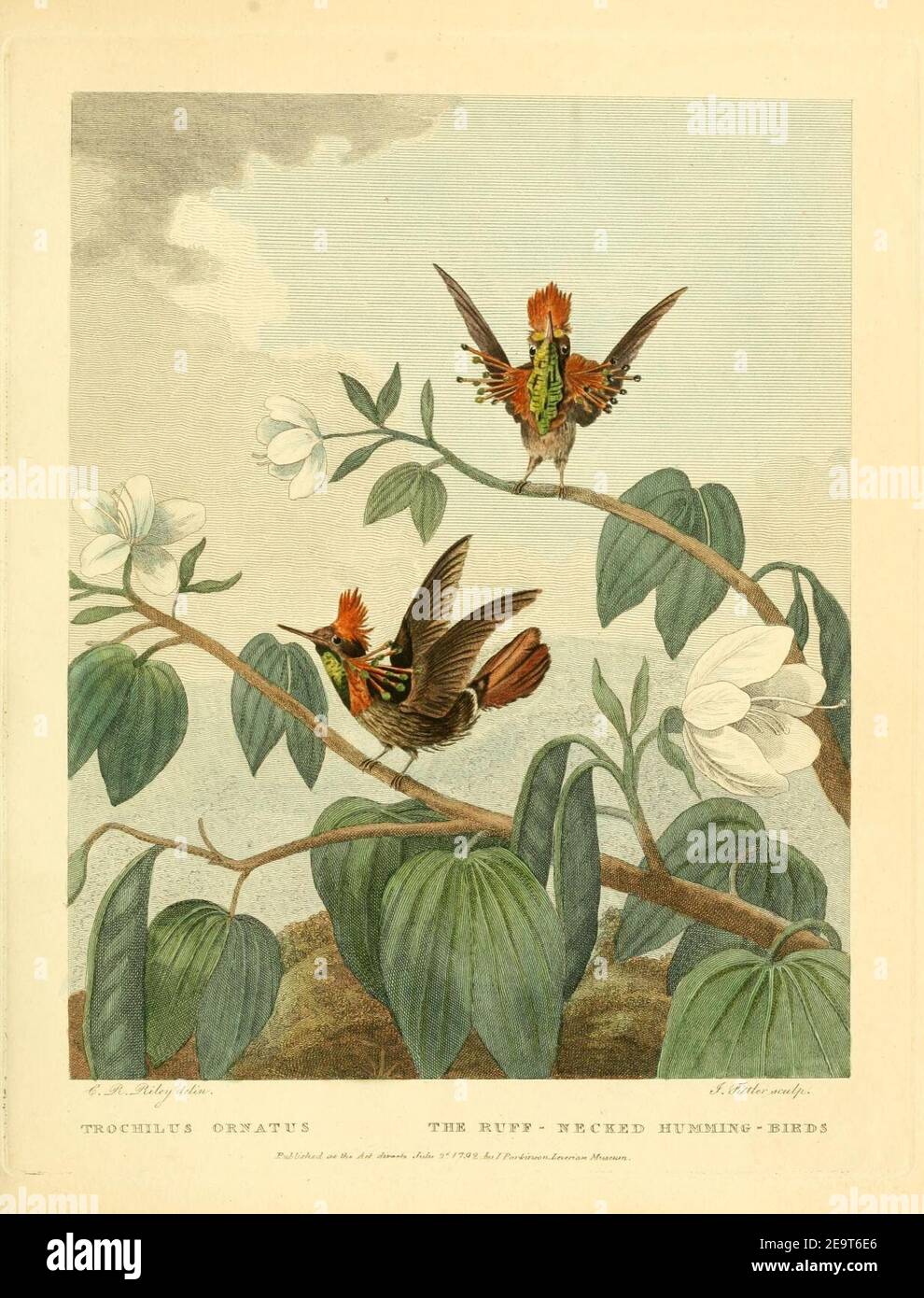 Musei Leveriani explicatio, anglica et latina Stock Photo - Alamy