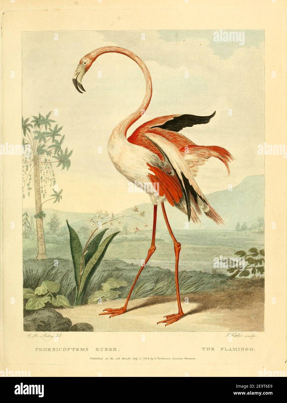 Musei Leveriani explicatio, anglica et latina Stock Photo - Alamy