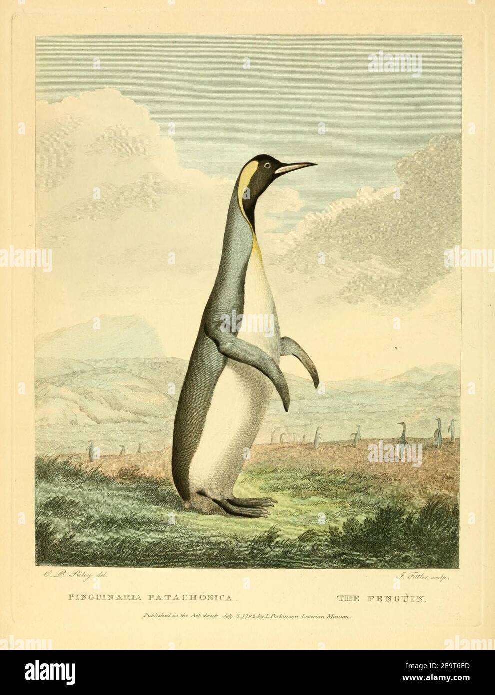 Musei Leveriani explicatio, anglica et latina Stock Photo - Alamy