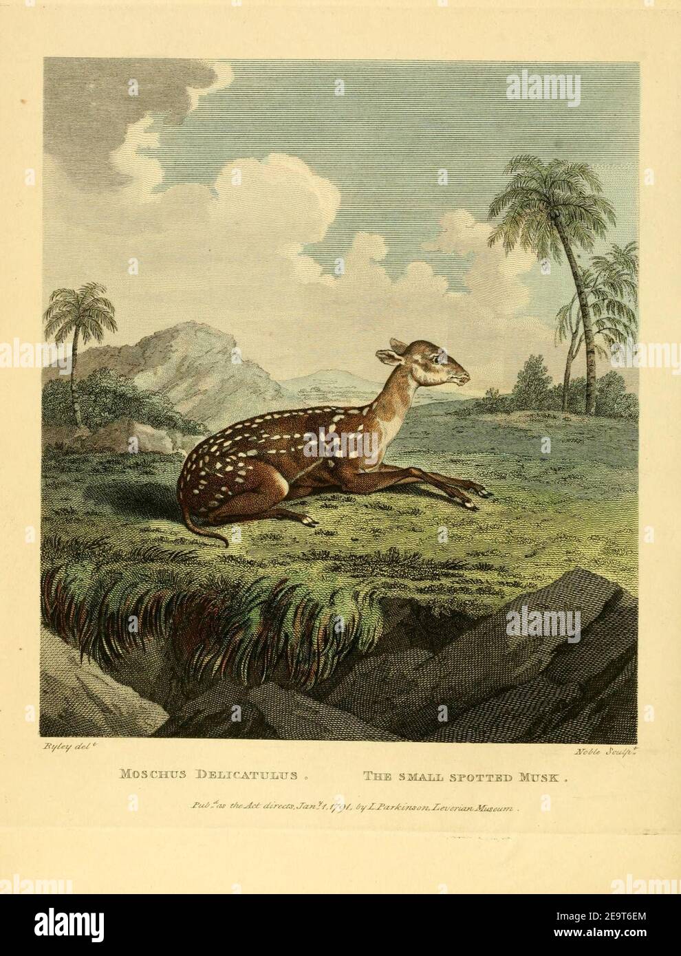 Musei Leveriani explicatio, anglica et latina Stock Photo - Alamy