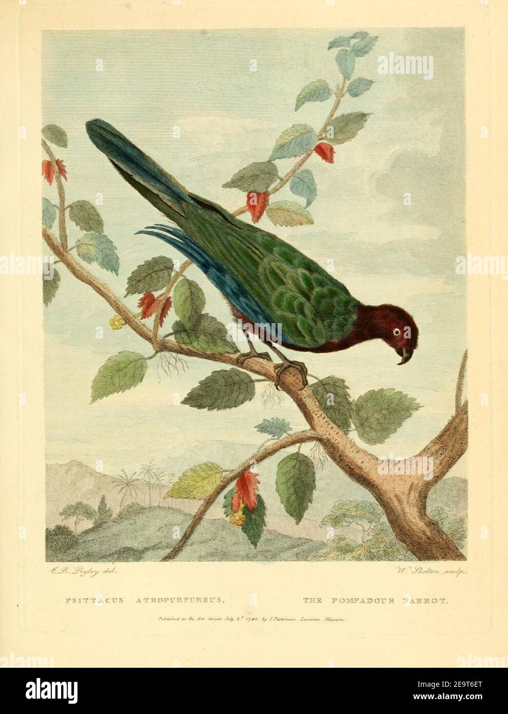 Musei Leveriani explicatio, anglica et latina Stock Photo - Alamy