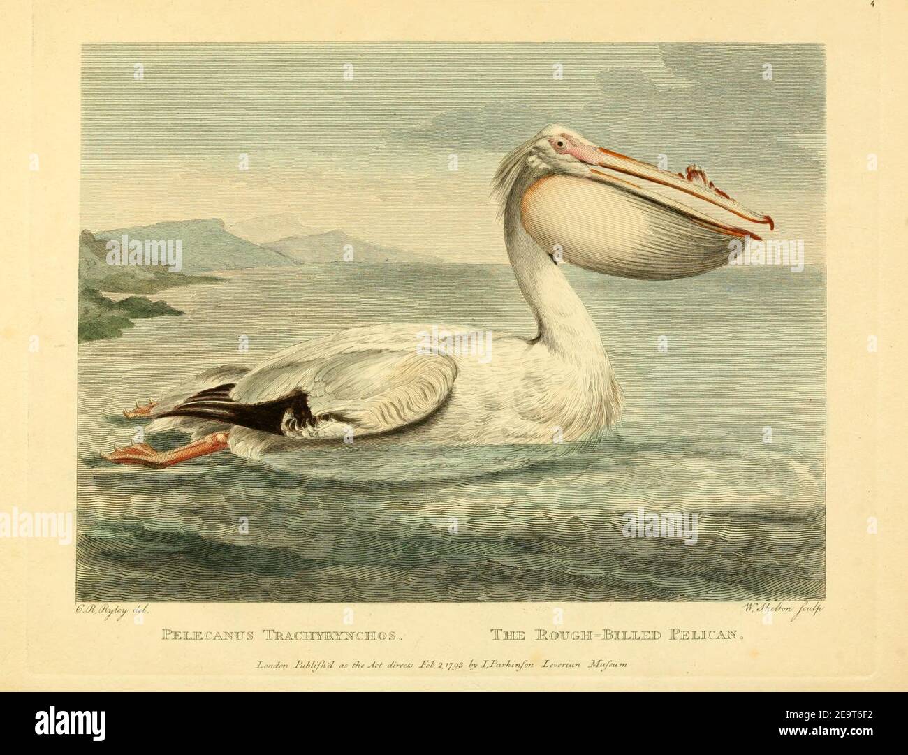 Musei Leveriani explicatio, anglica et latina Stock Photo - Alamy