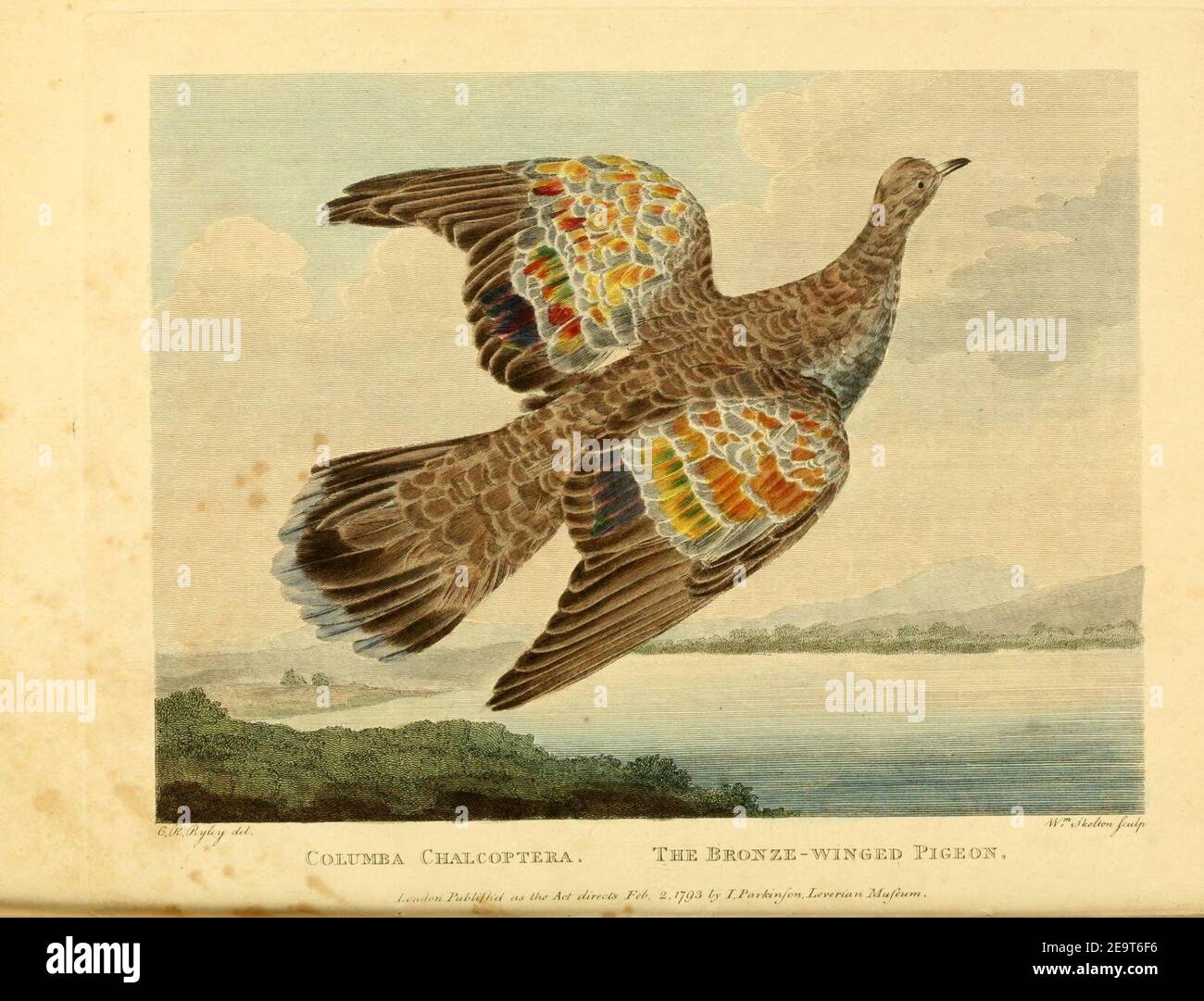 Musei Leveriani explicatio, anglica et latina Stock Photo - Alamy